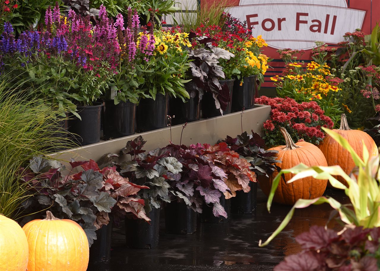 3 Easy Ways To Enjoy Living Color In Your Outdoor Space This Fall ...