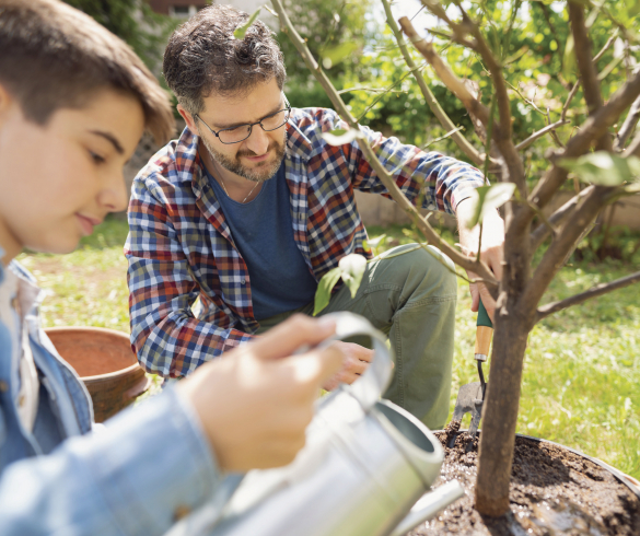 Four Tips for Planting Trees - Willamette Valley Magazine